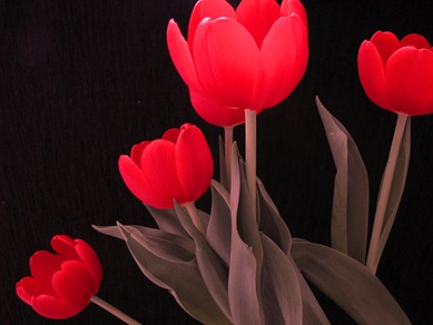 >Elisa Barros – Red Tulip | Picture Somethin' Red